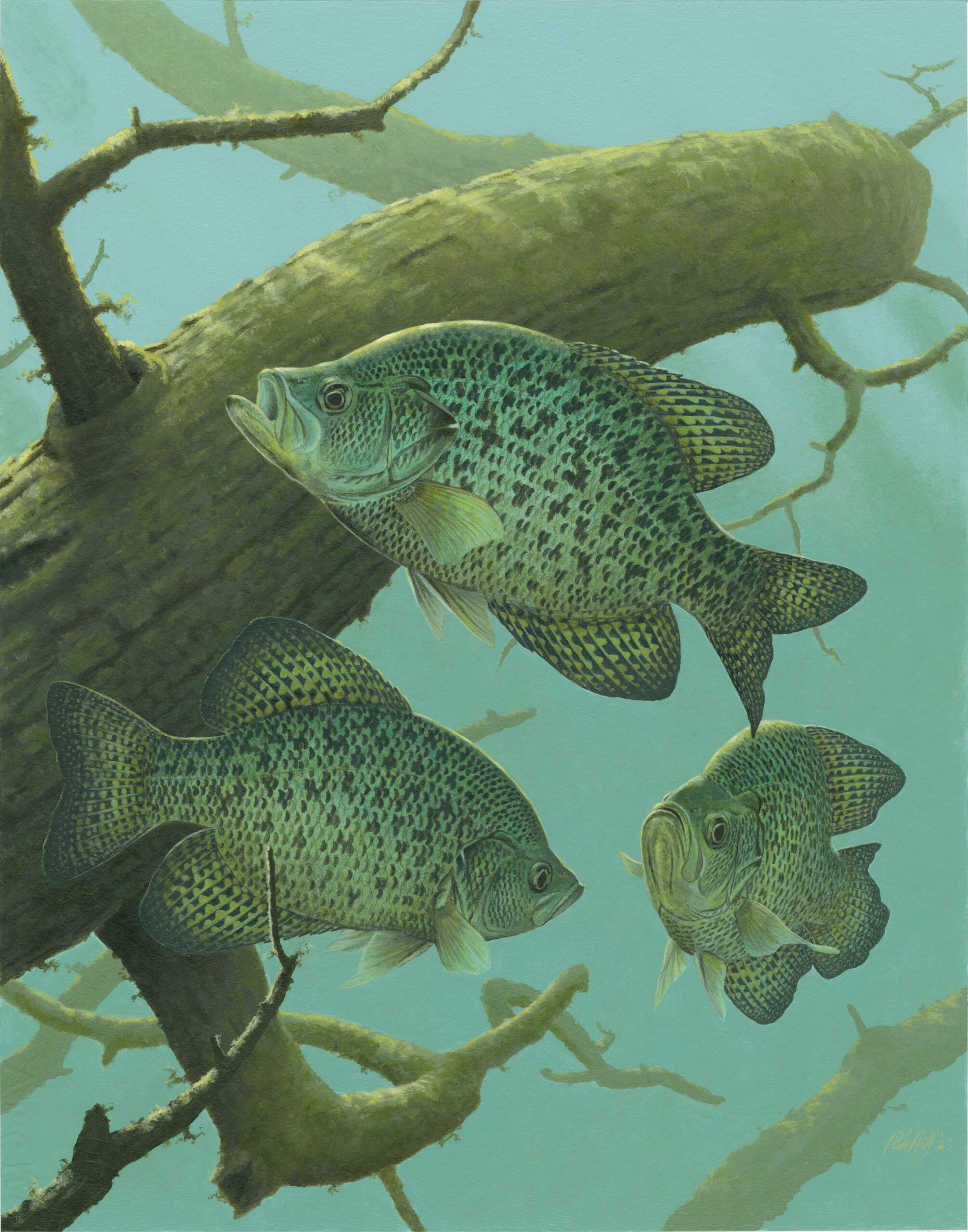 Three Crappie in Spring - Kentucky Fish and Wildlife Foundation